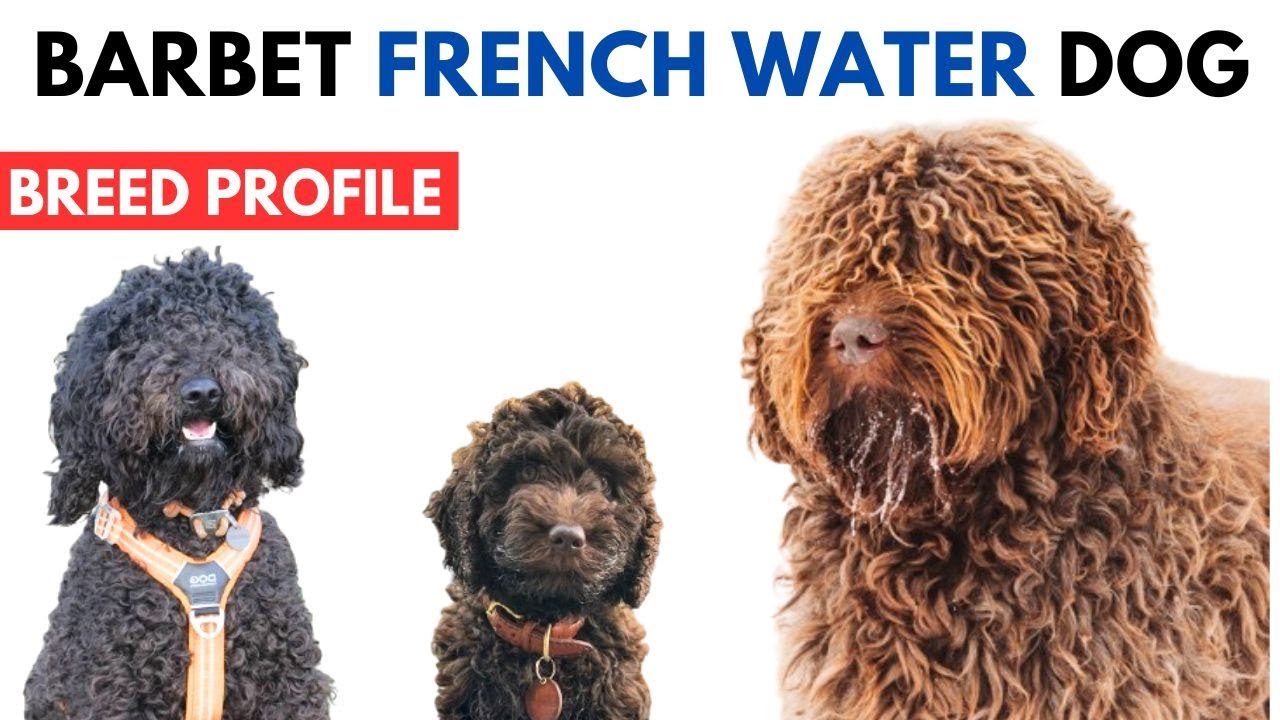 Barbet Dog Breed Profile History - Price - Traits - French Water Dog ...