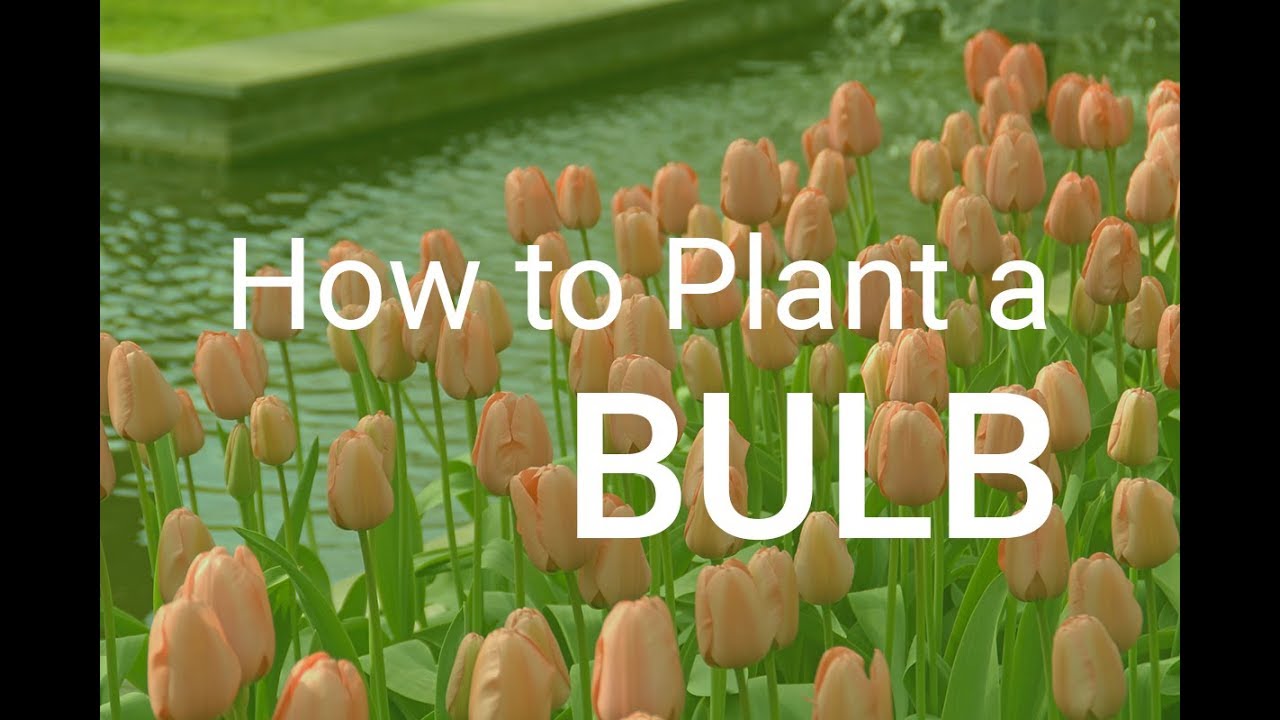 How to Plant a Bulb - YouTube