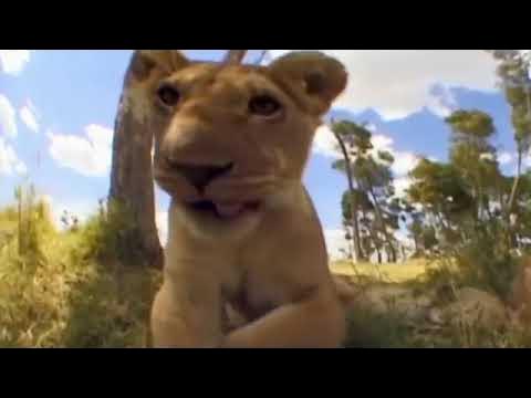 Amazing Leopard Save Lion Cubs From Python Swallowing - Python ...