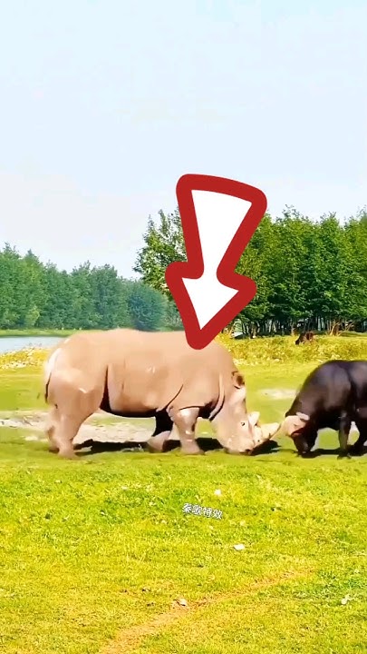 Rhinoceros Vs The buffalo Fight #shorts - YouTube