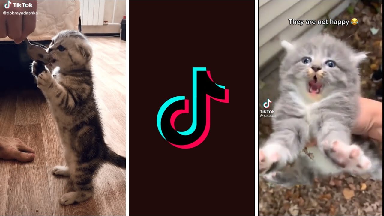 Funny animal Tik Toks that will make you smile today - YouTube