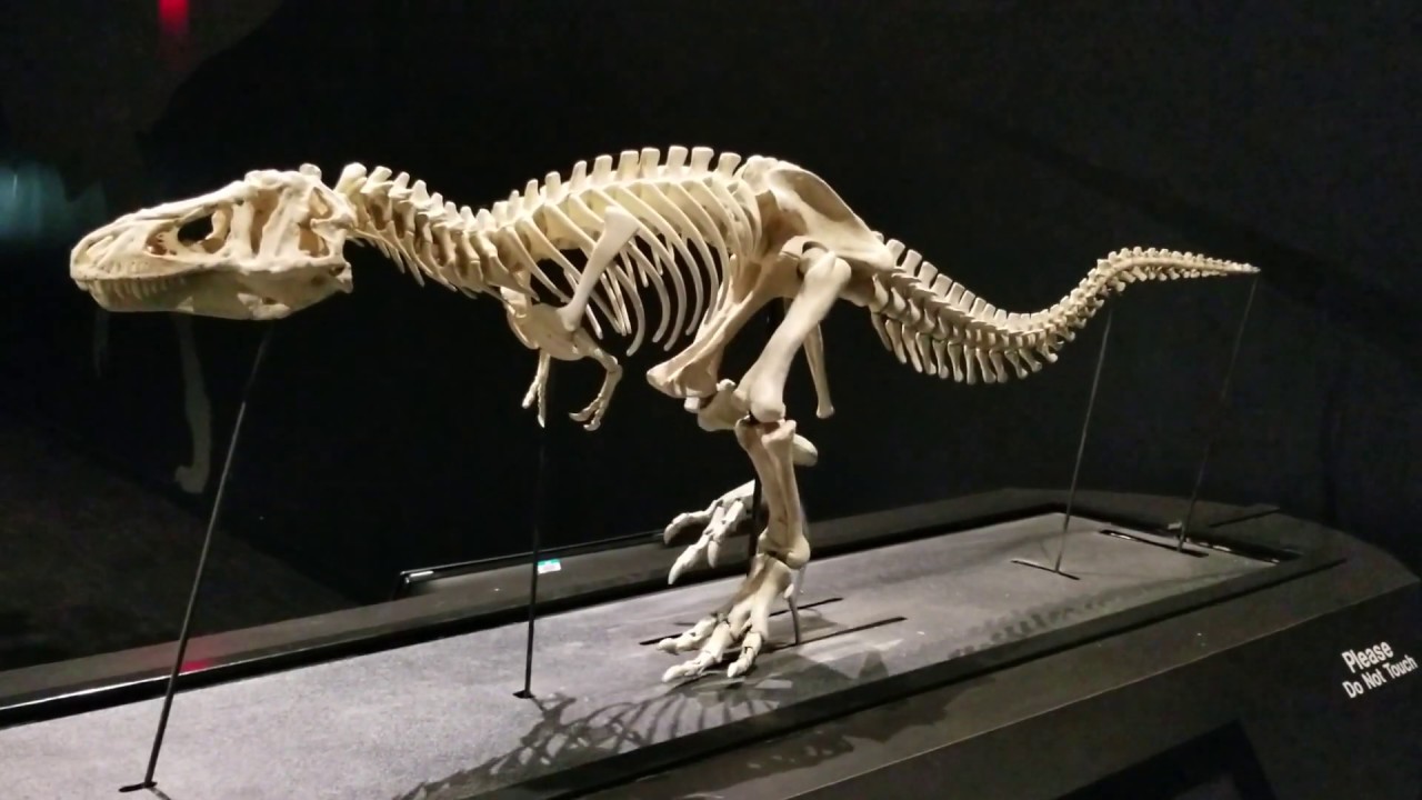 Working walking T. Rex dinosaur skeleton model at COSI - YouTube