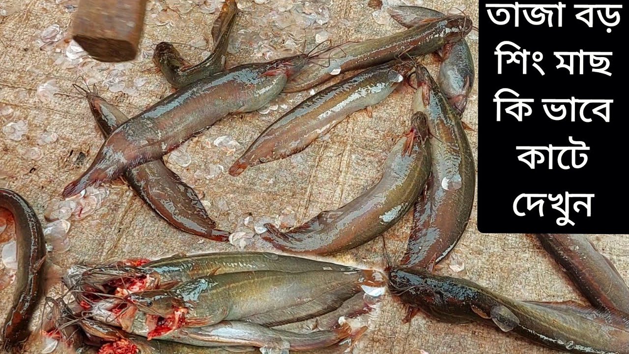 বড় শিং মাছ কি ভাবে কাটে দেখুন ভিডিওAmazing boro sheg fish live cutting ...