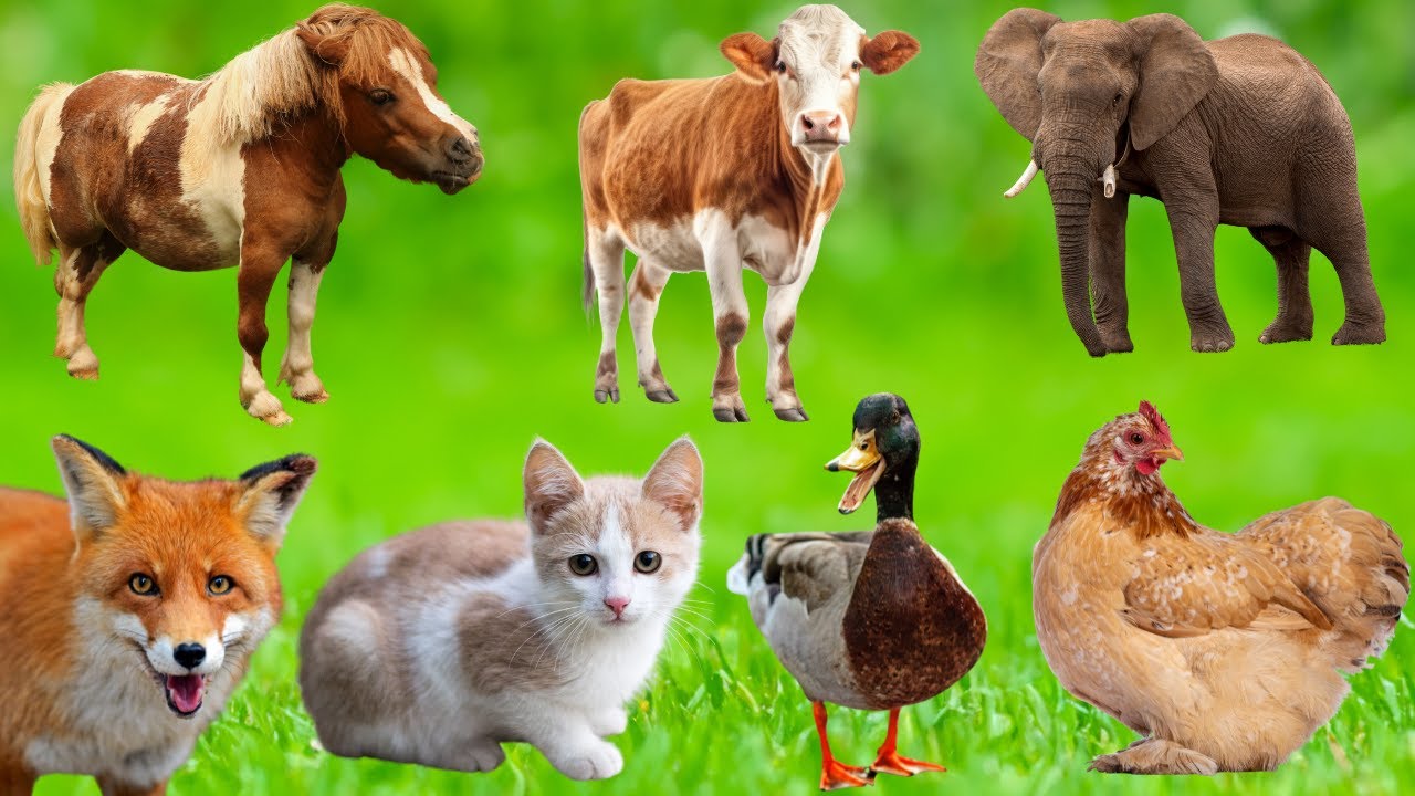 Collection of Cute Small Animals: Cat, Chicken, Duck, Dog, Cow, Horse ...