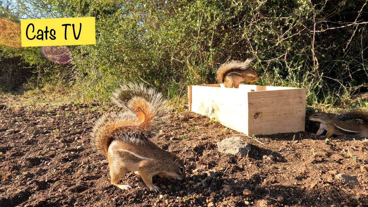 Cat TV for Cats to Watch 😺 Naughty squirrels 🐿 Jumpy squirrels for cats ...