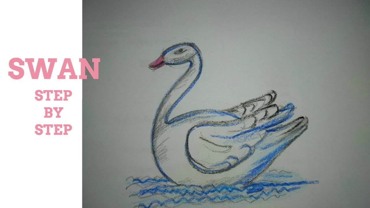 How to draw Swan step by step (very easy) || Art video || Drawing - YouTube