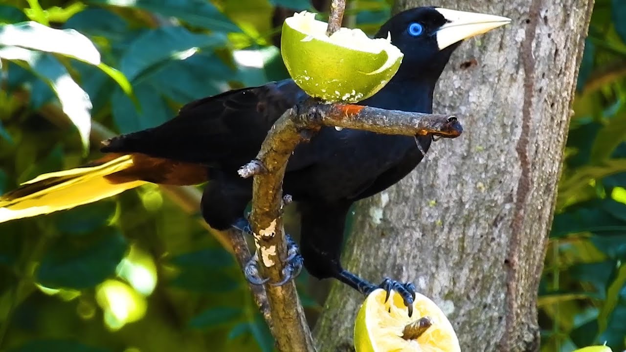 JAPU Canto (PSAROCOLIUS DECUMANUS), CRESTED OROPENDOLA, JAPU-PRETO ...