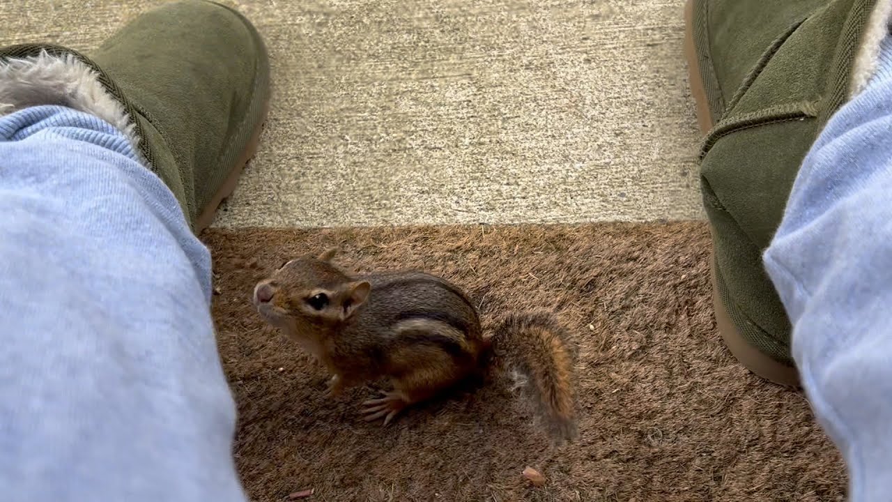 Fritter stands on my shoe - YouTube