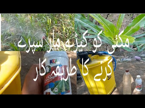 How to Control Lashkari Sundi/american sundi Attack in vegetables ...
