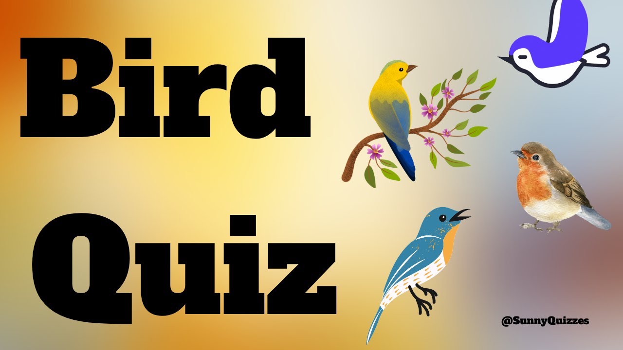 🐦‍⬛🪶Backyard Bird Quiz: How Well Do You Know Your Local Birds?🦅🦉 - YouTube