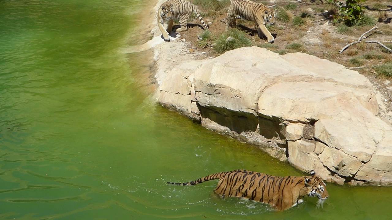 Tiger and well-grown cubs. Terra Natura Benidorm. - YouTube