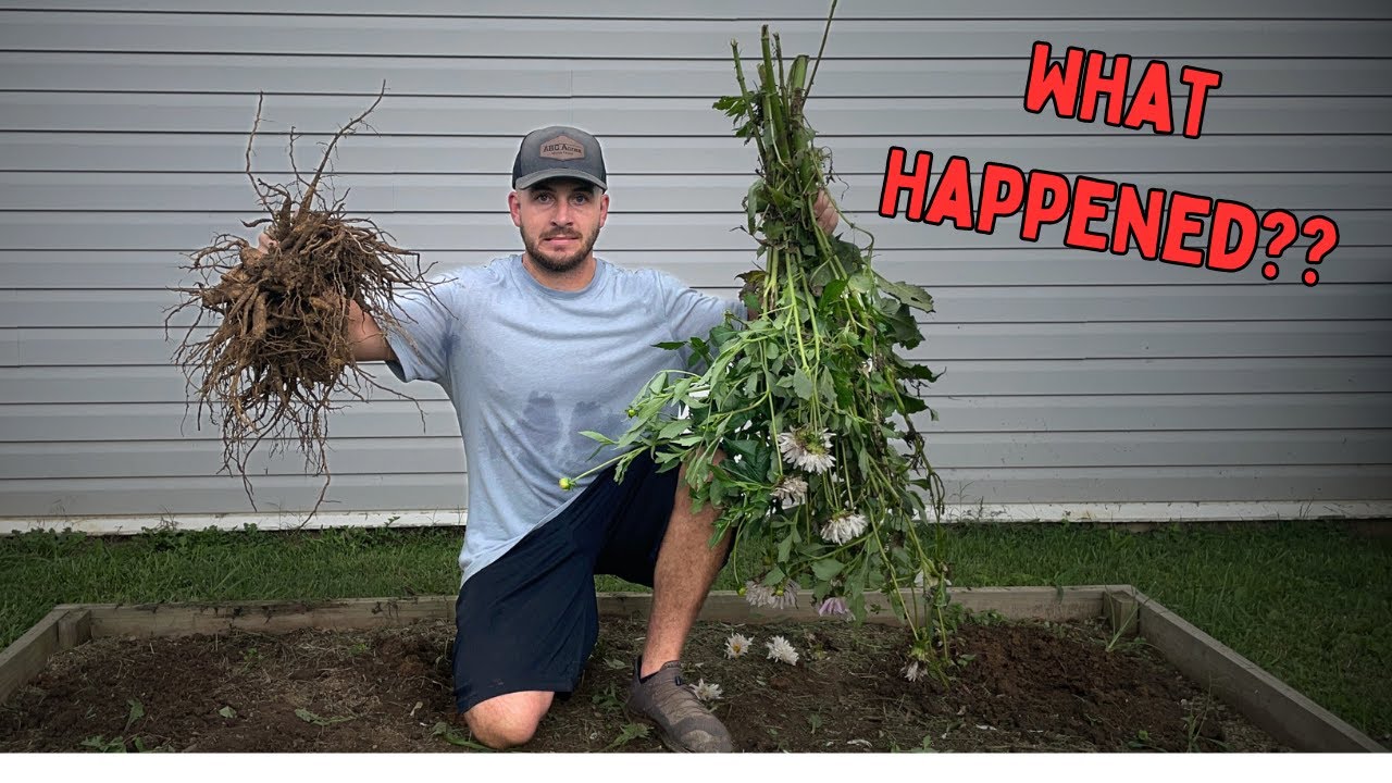 More Homestead Problems! Garden Fail | - YouTube
