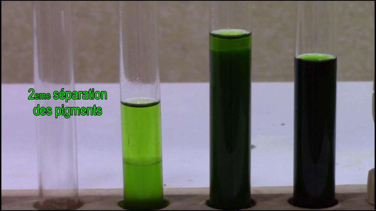 Chlorophylle: Extraction, séparation , absorption radiations, spectre d ...