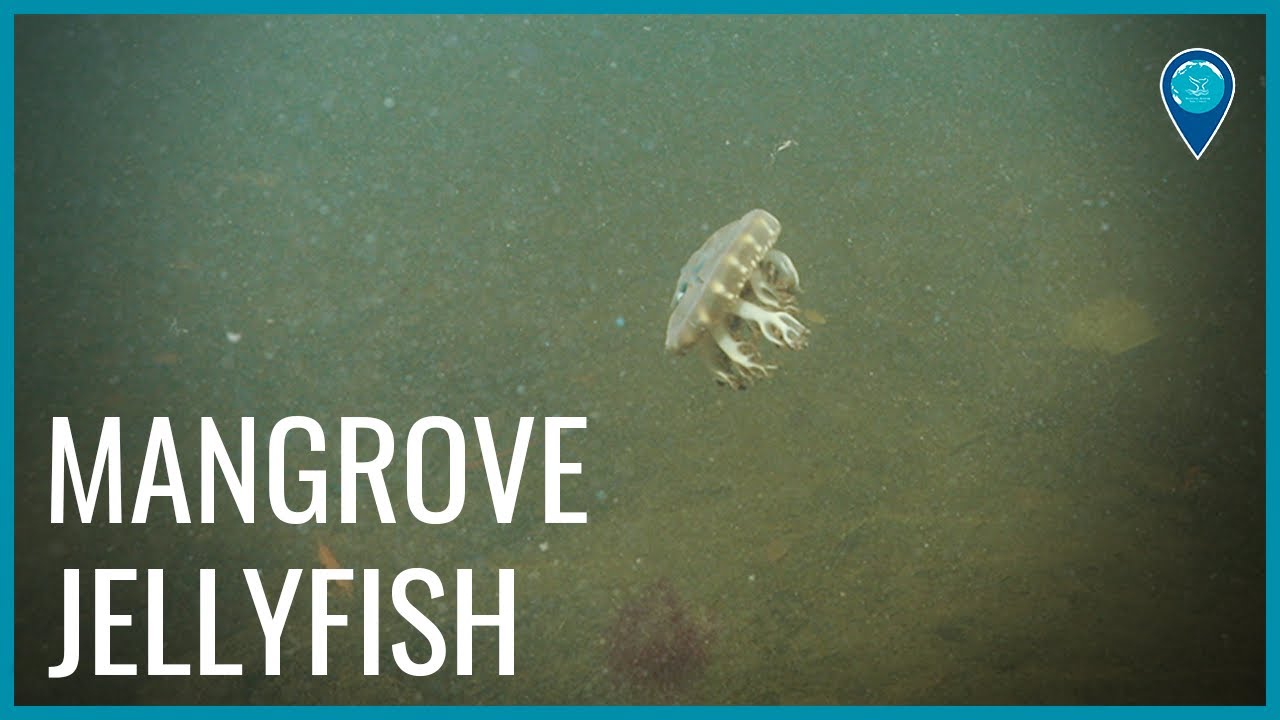 Mangrove Jellyfish - YouTube