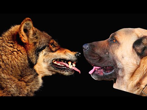 KURTLARI BOĞABİLECEK 10 KÖPEK CİNSİ KANGAL ANADOLU ÇOBAN KÖPEĞİ #kangal #dogoargentino #çobanköpeği