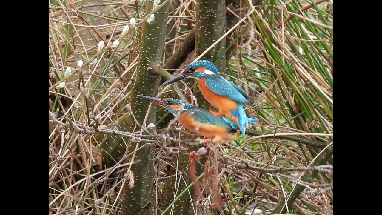 Visje, badderen en paring!! Fish, bathe and mating!! - YouTube