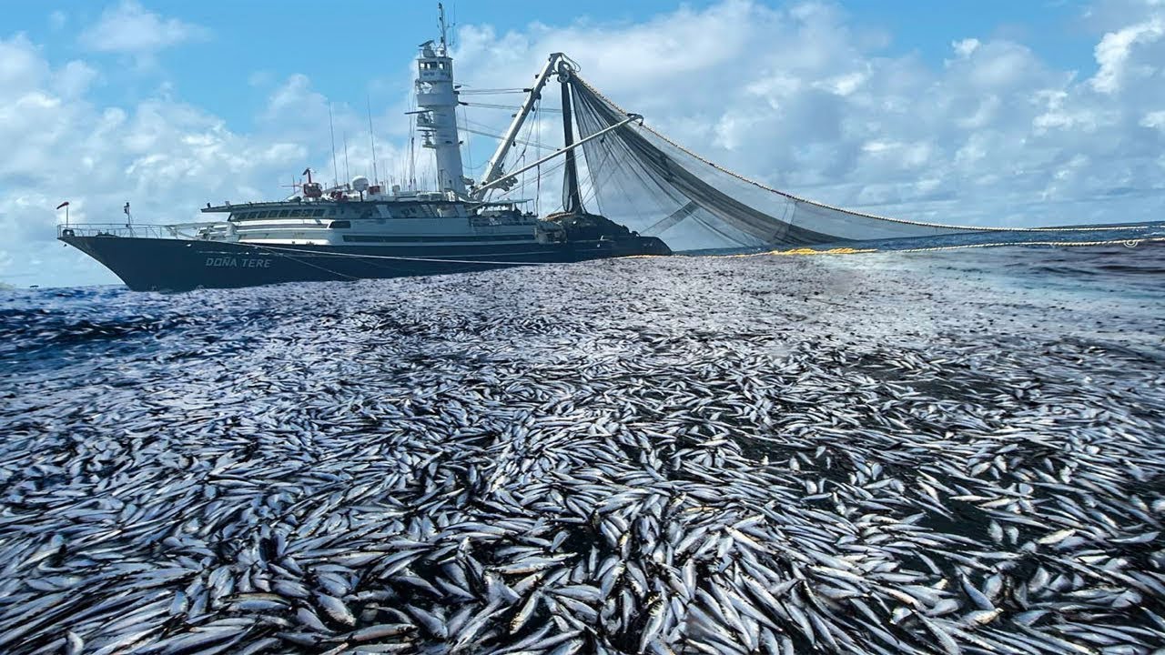 Unbelievable hundreds of tons of anchovies caught in big nets - big ...