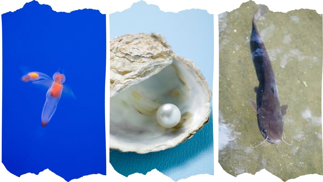 Guess The Whale Shark, Orca, Sea Angel, Pearl Shell, Catfish - Sea ...