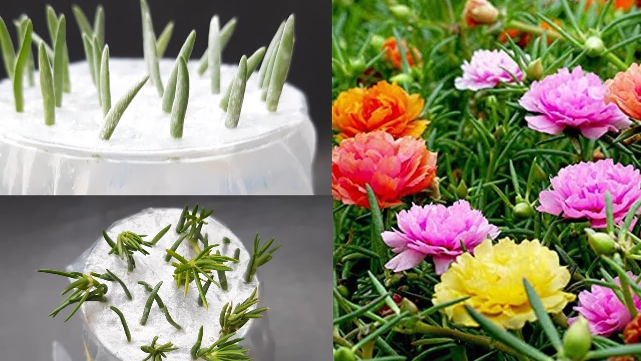 How to grow portulaca plants from single leaf _ water rooting method ...