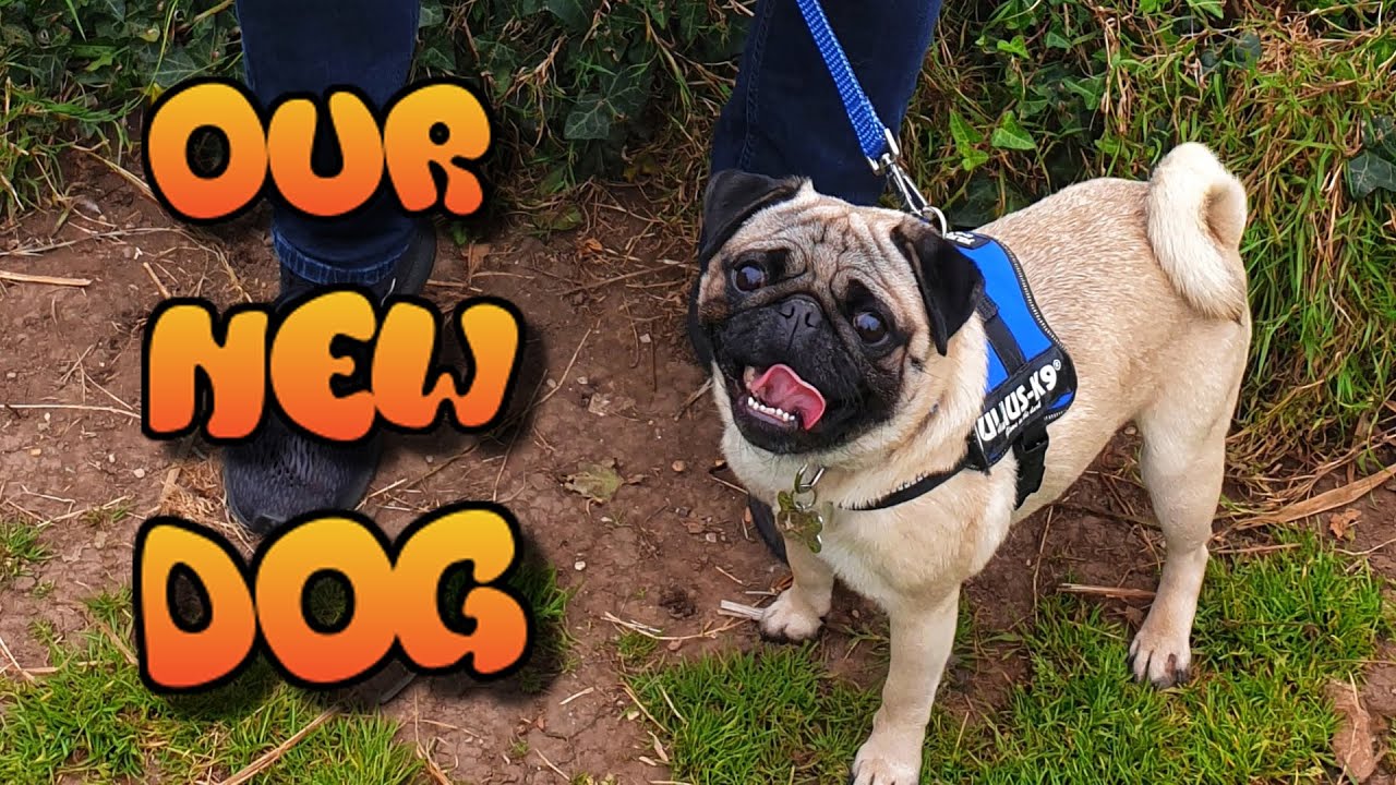 Our New Dog - Hugo The Pug - YouTube