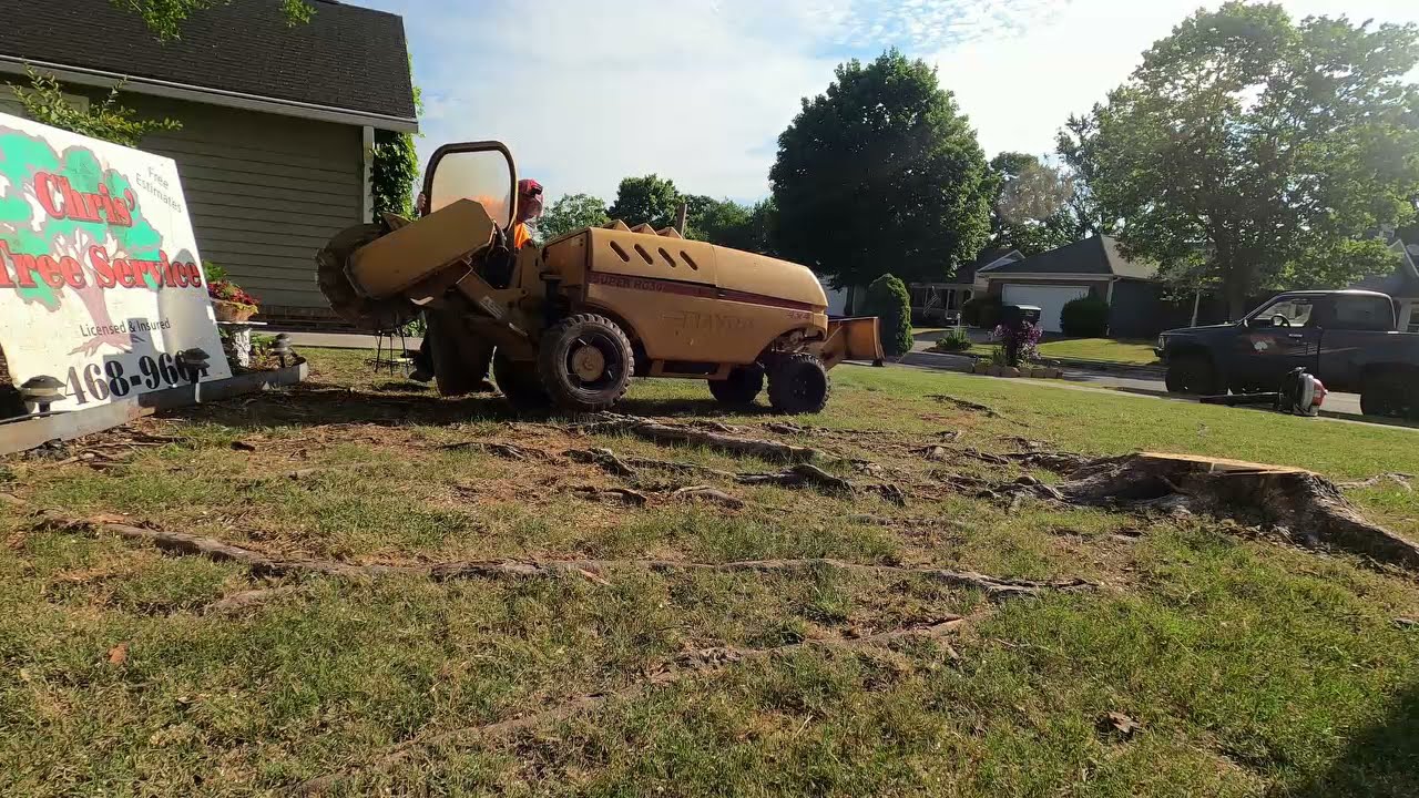 Rayco RG50 Stump Grinder removing a maple stump for new sod going in ...