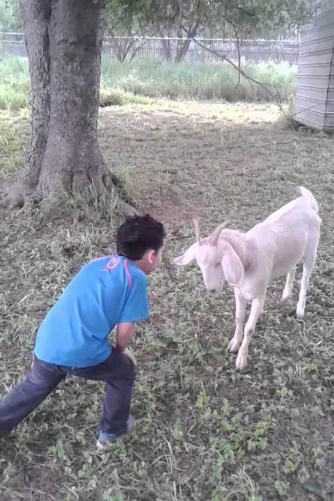 Must watch! Goat head butts kid! - YouTube