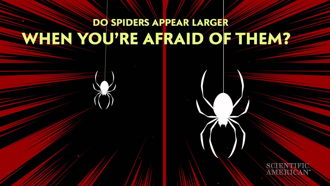 What Makes Spiders Scary - YouTube