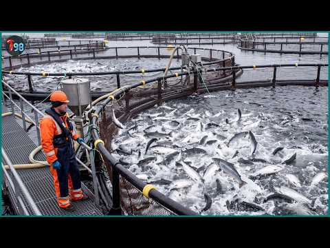 Inside Norway’s $18 Billion Seafood Empire – How It Became a Global Powerhouse