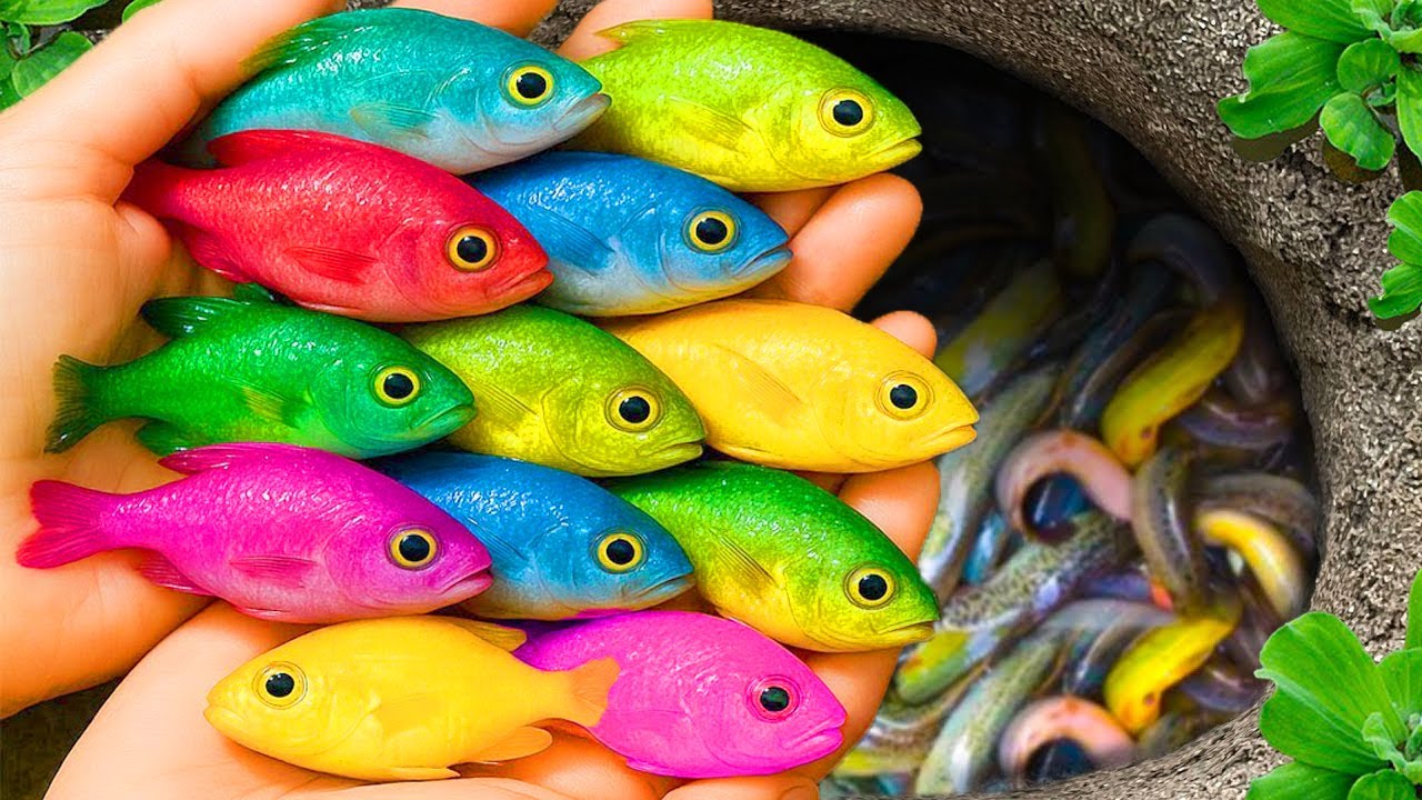 Catch beautiful aquarium fish in small pond baby turtles, eel, koi ...