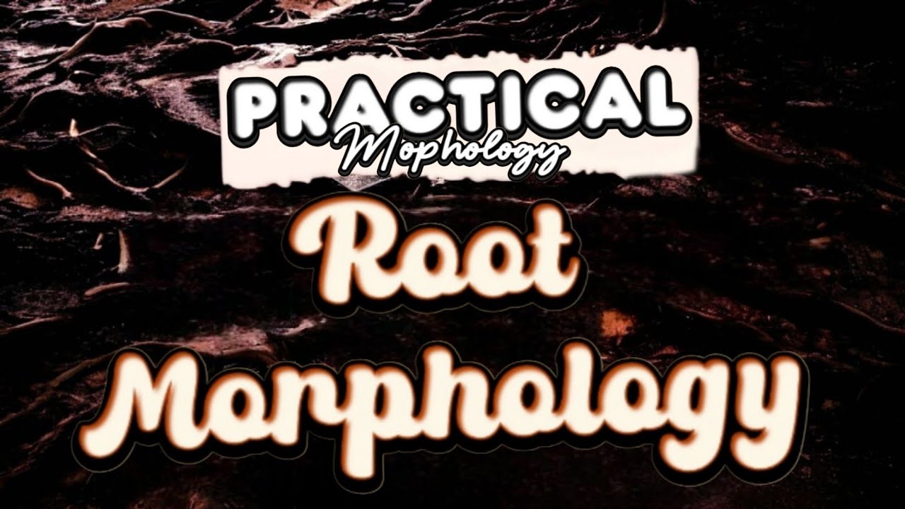 Roots • Morphology Section 1 | Practical Botany - YouTube