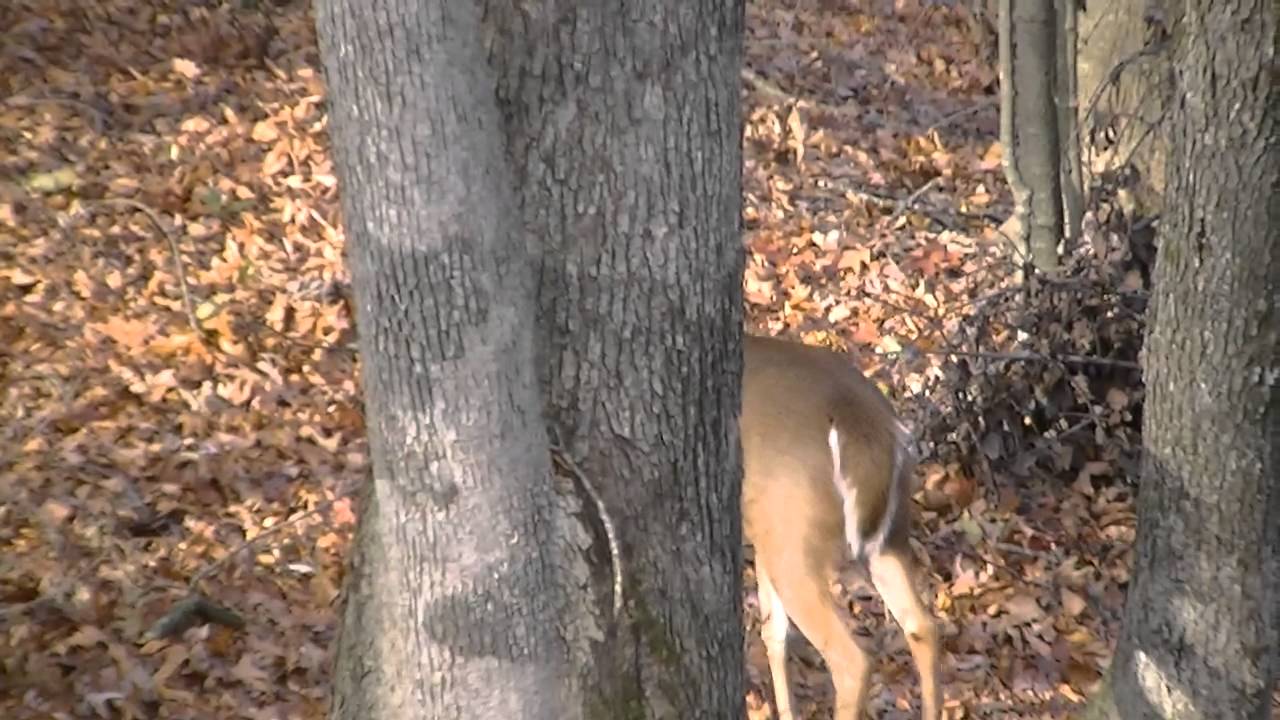 5 point buck - YouTube
