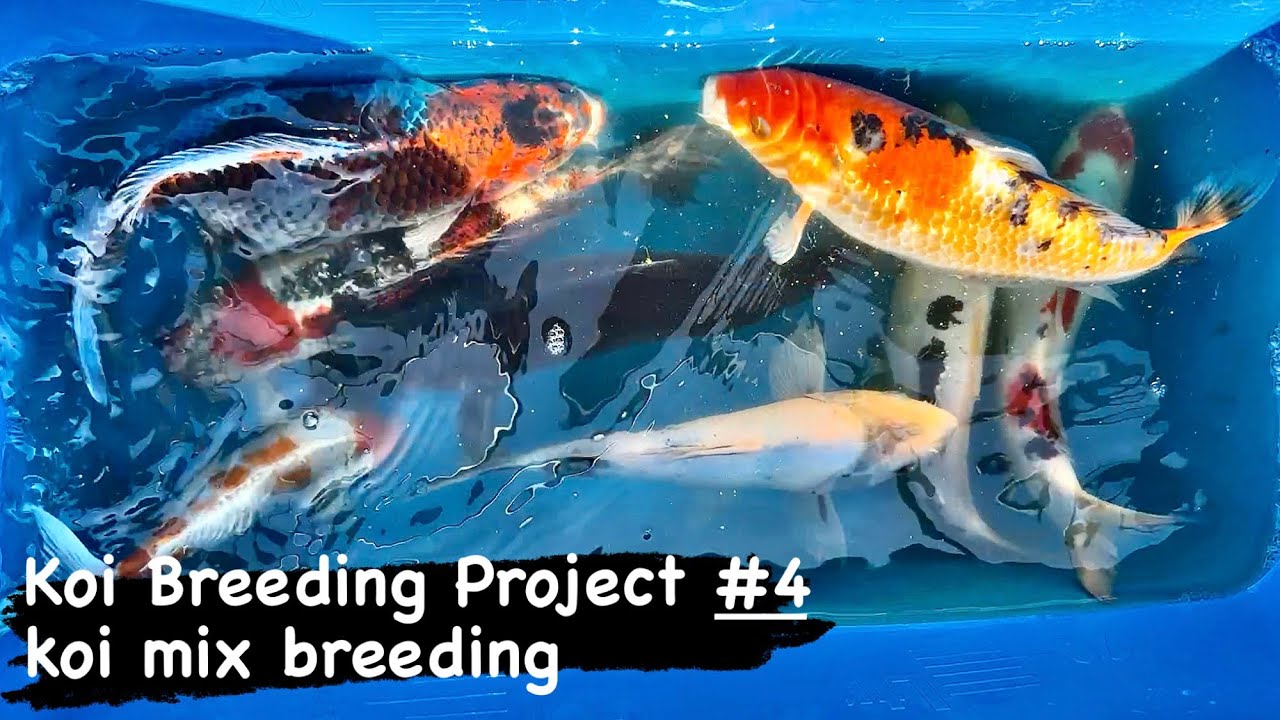 Koi Breeding Project #4 - Koi mix breeding #bigdvsfish #koi # ...
