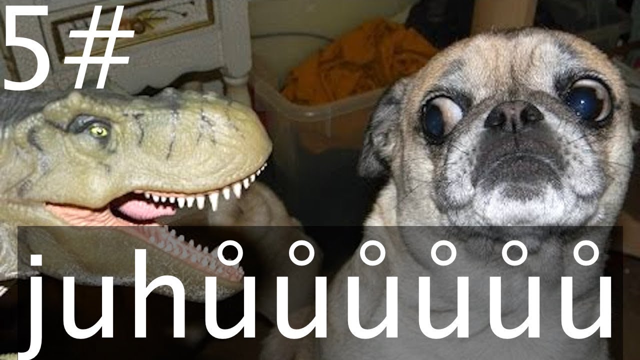 TOP 33 SE PSY: ZÁBAVNÉ, ROZTOMILÉ & VTIPNÉ #5 vtipná videa se zvířaty ...