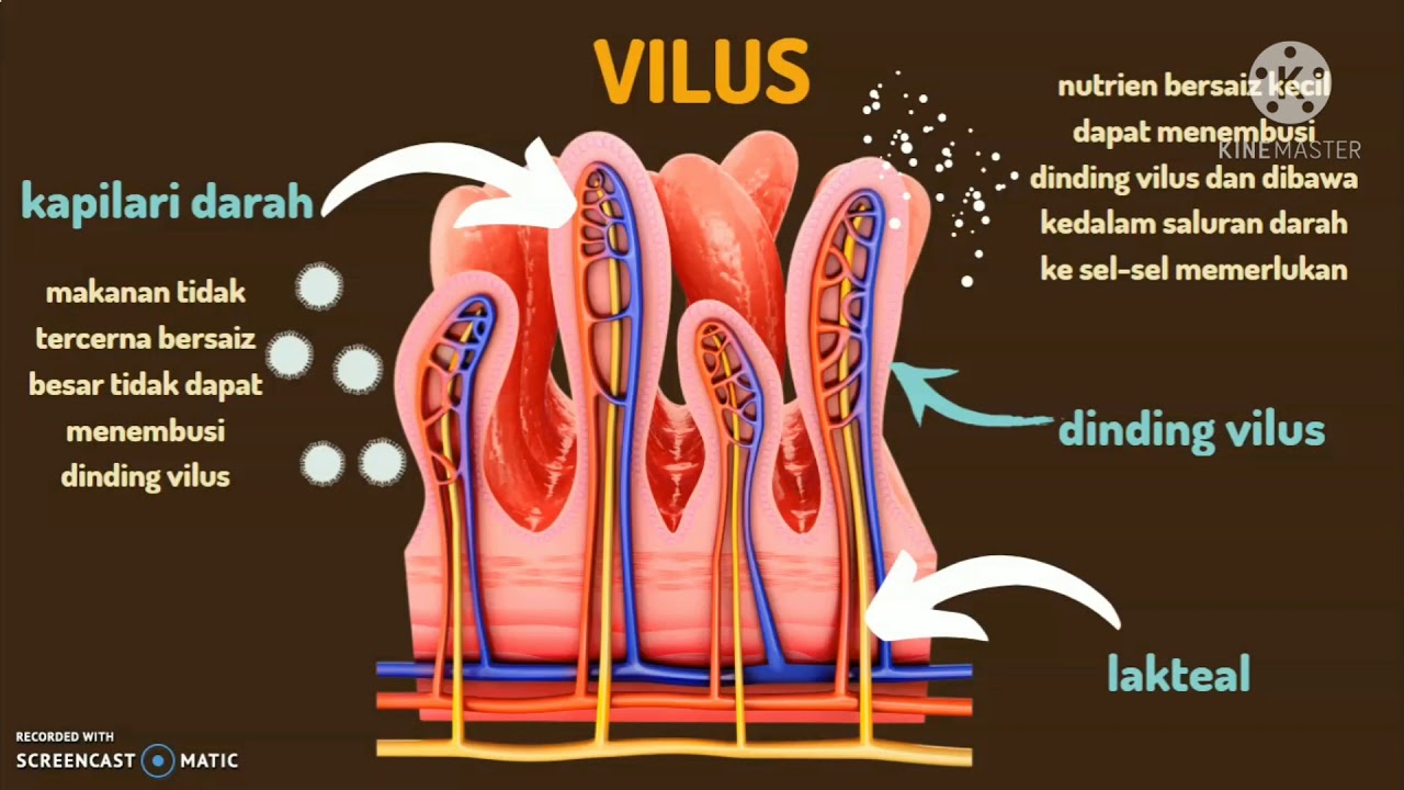 3.4 Penyerapan makanan Dan penyahtinjaan - YouTube