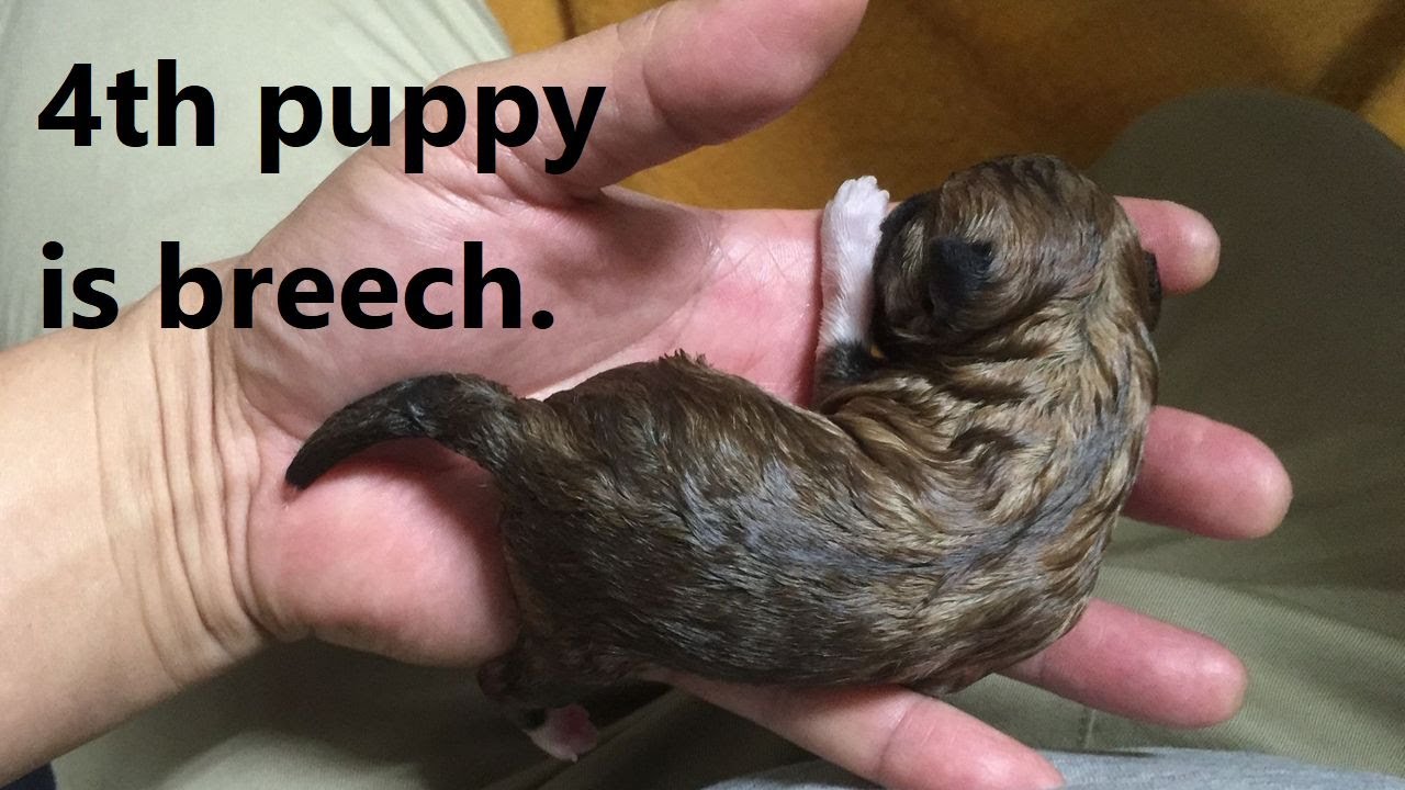 Amazing! The 4th puppy was a breech birth! Day 1 スゴい！4匹目の仔犬は逆子出産 ...