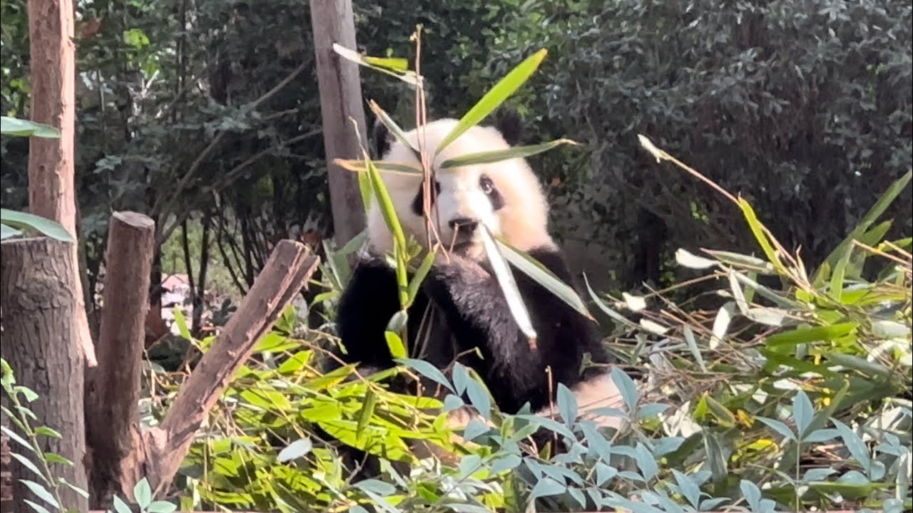 一见钟情🐼北辰#panda #cute #大熊猫北辰 #大熊猫 - YouTube