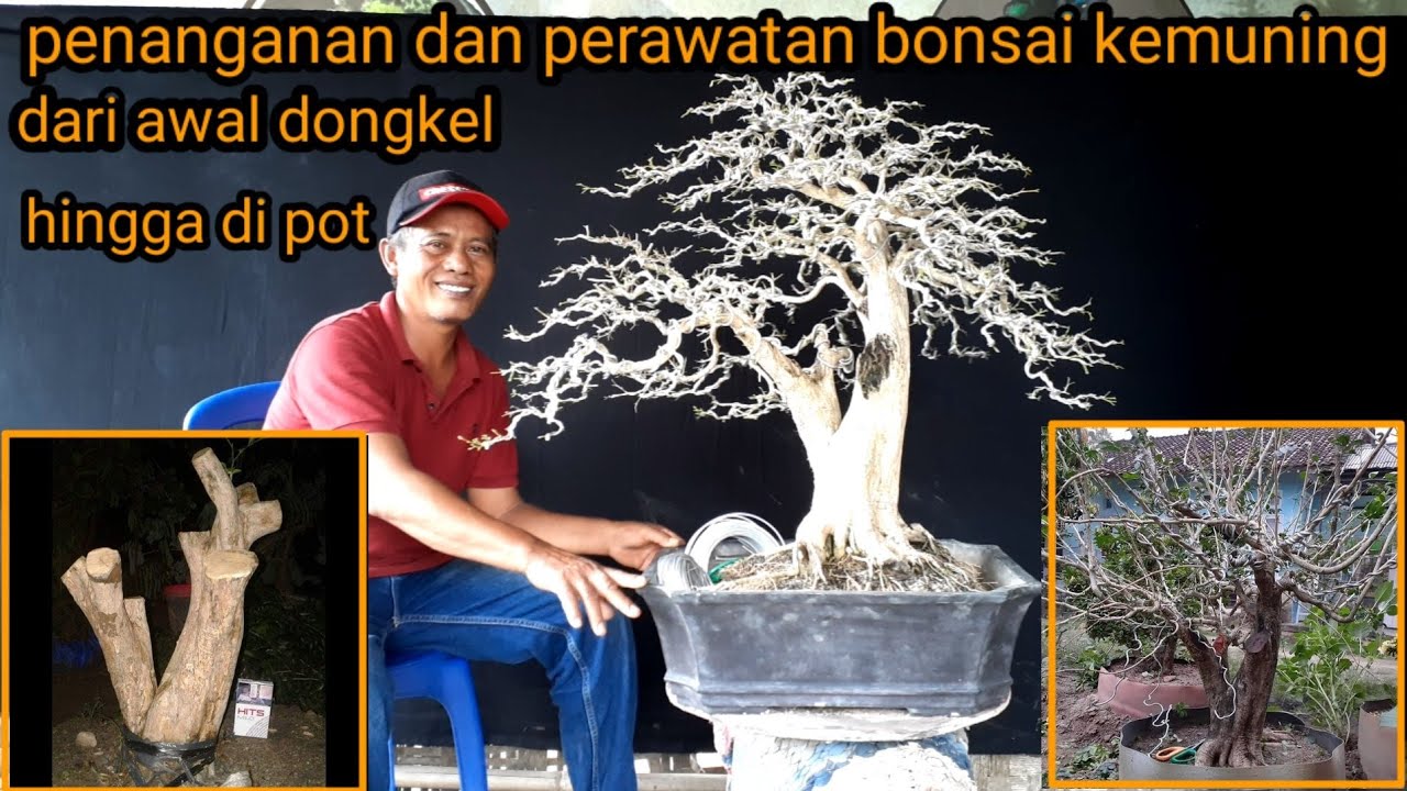 bonsai kemuning jepang//murraya paniculata//bonsai kemuning dari nol ...