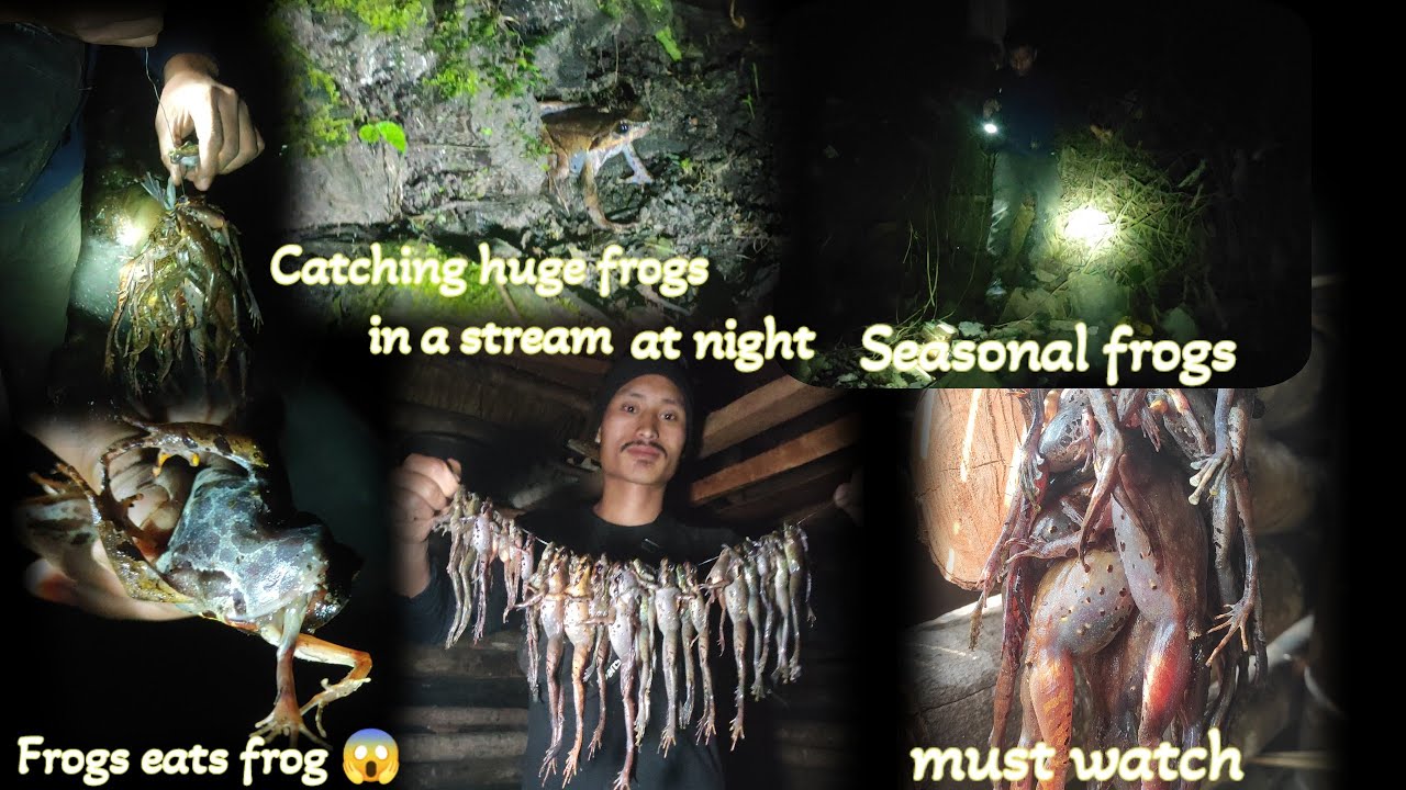 Catching Seasonal Frogs || Caught Huge Frogs Overnight Hunting in ...