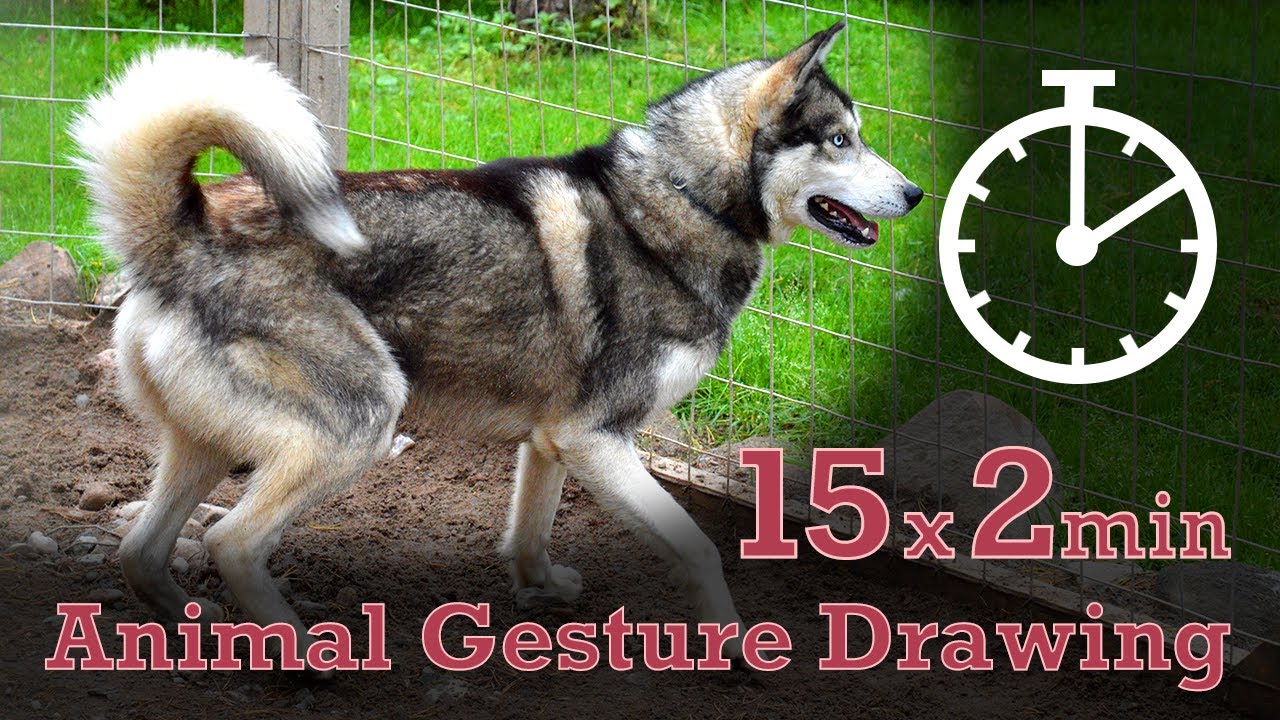 Animal Drawing References #55 - 15x2min poses - Husky Dog - YouTube