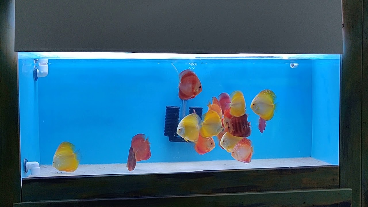 Rose red discus, Solid red discus, solid yellow discus fish. - YouTube