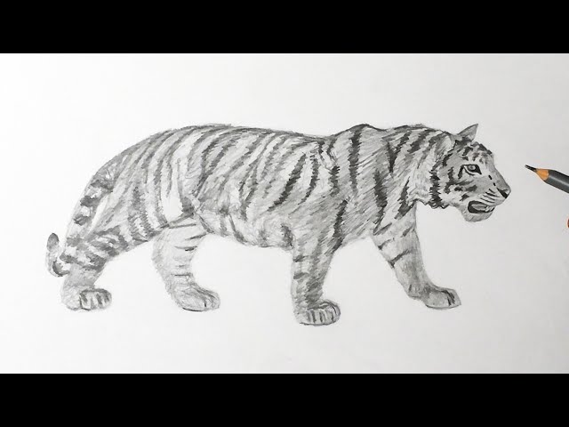 How to Draw a Tiger for Beginners - Videos For Kids