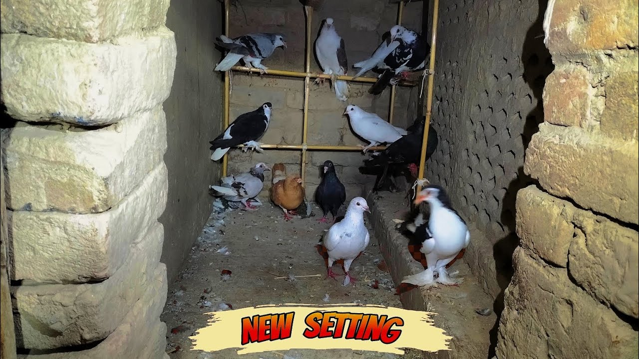 Bare Cage Me Kabootar K Lea Amazing System Bana Dea ️😍 || Pets Zone - YouTube