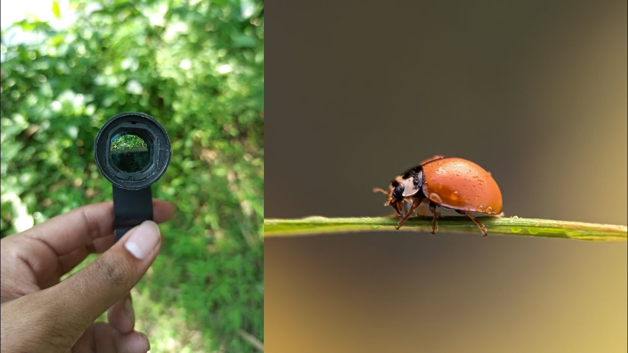 Lady bugs macro video - YouTube