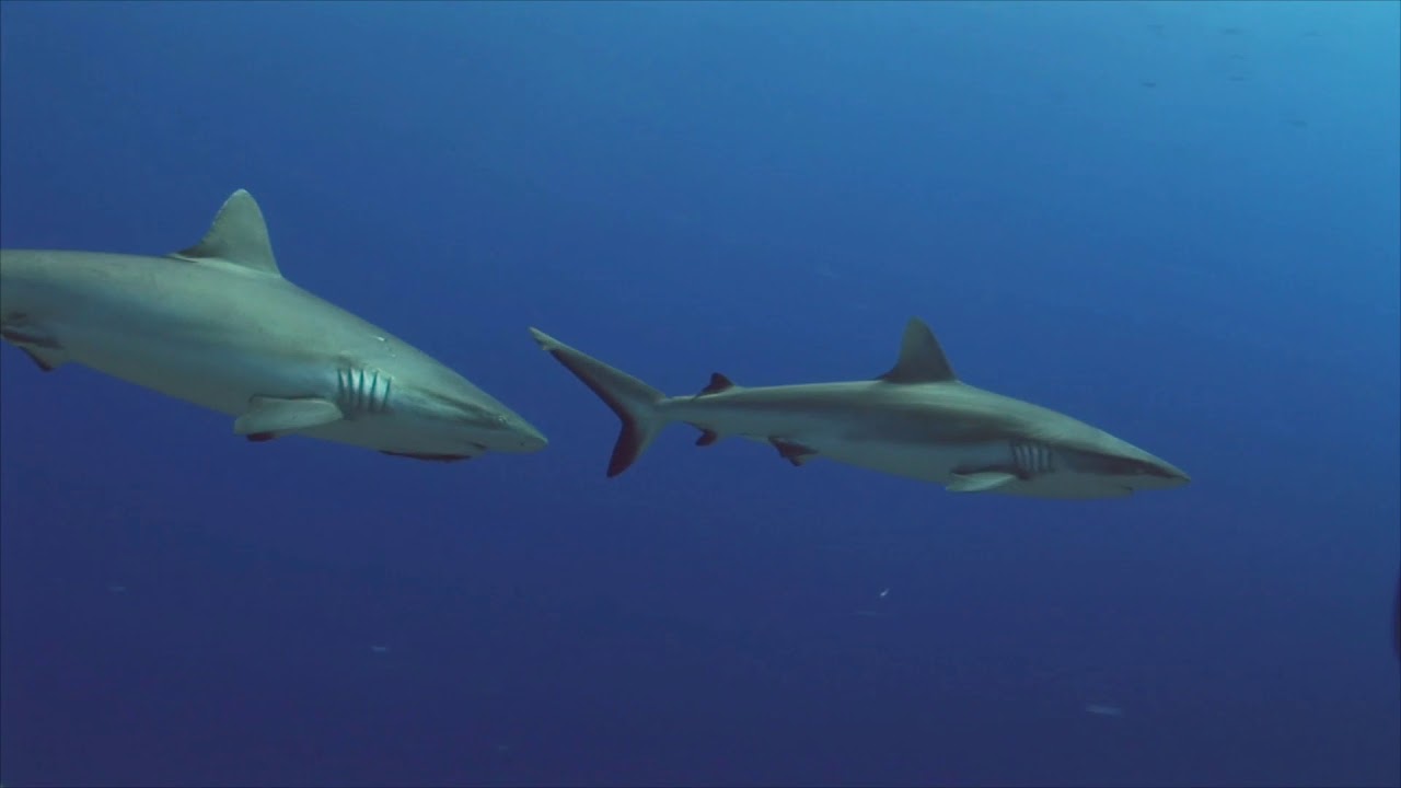 Incredible underwater video :Shark attacks" Fantastic video of sea ...
