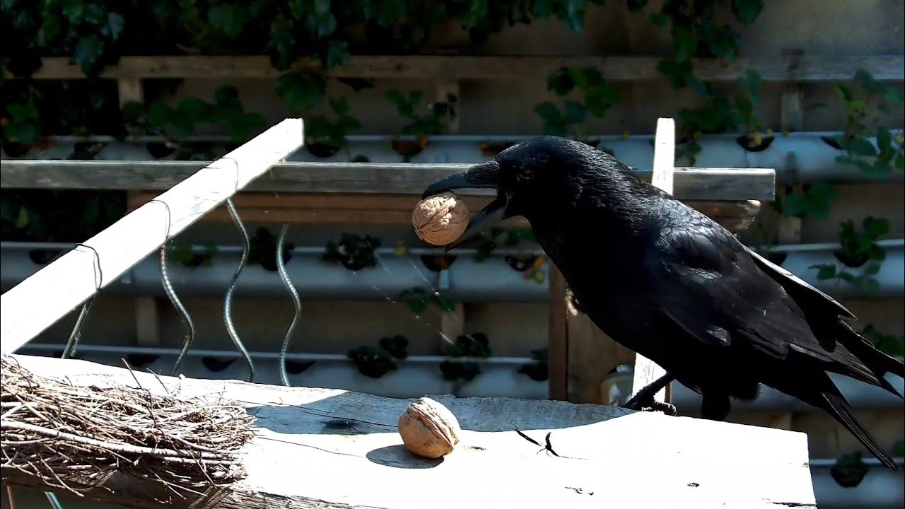 THE CROW - breakfast on hot sunday morning - YouTube