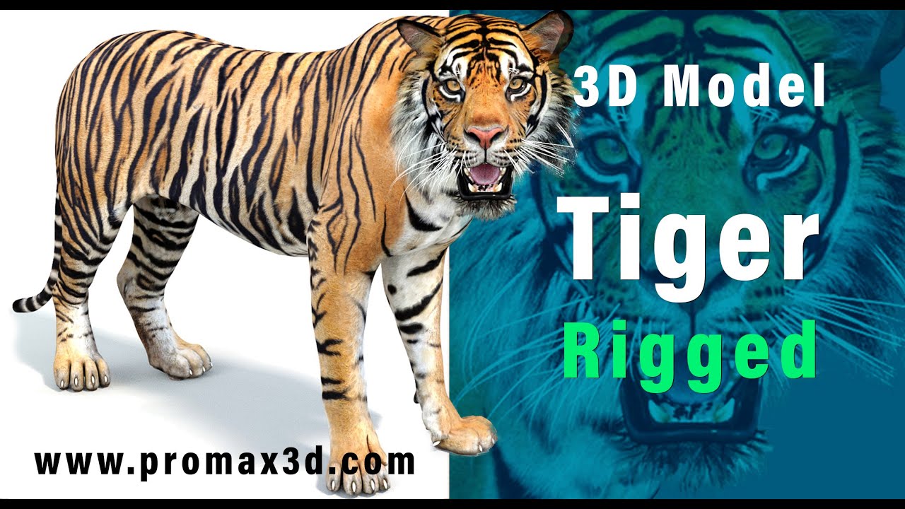 Rigged Tiger 3D Model for Download | PROmax3D - YouTube