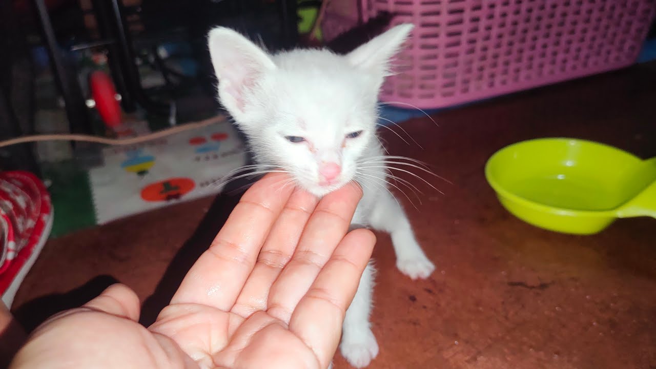Paano Painumin Ang Baby Pusa? #cat #kitten #pet #adoptme #animals # ...