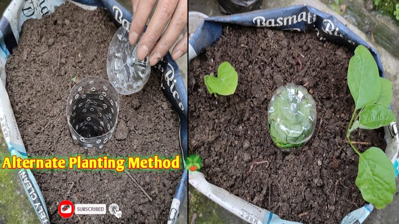 Alternate Planting Method 🪴 - YouTube