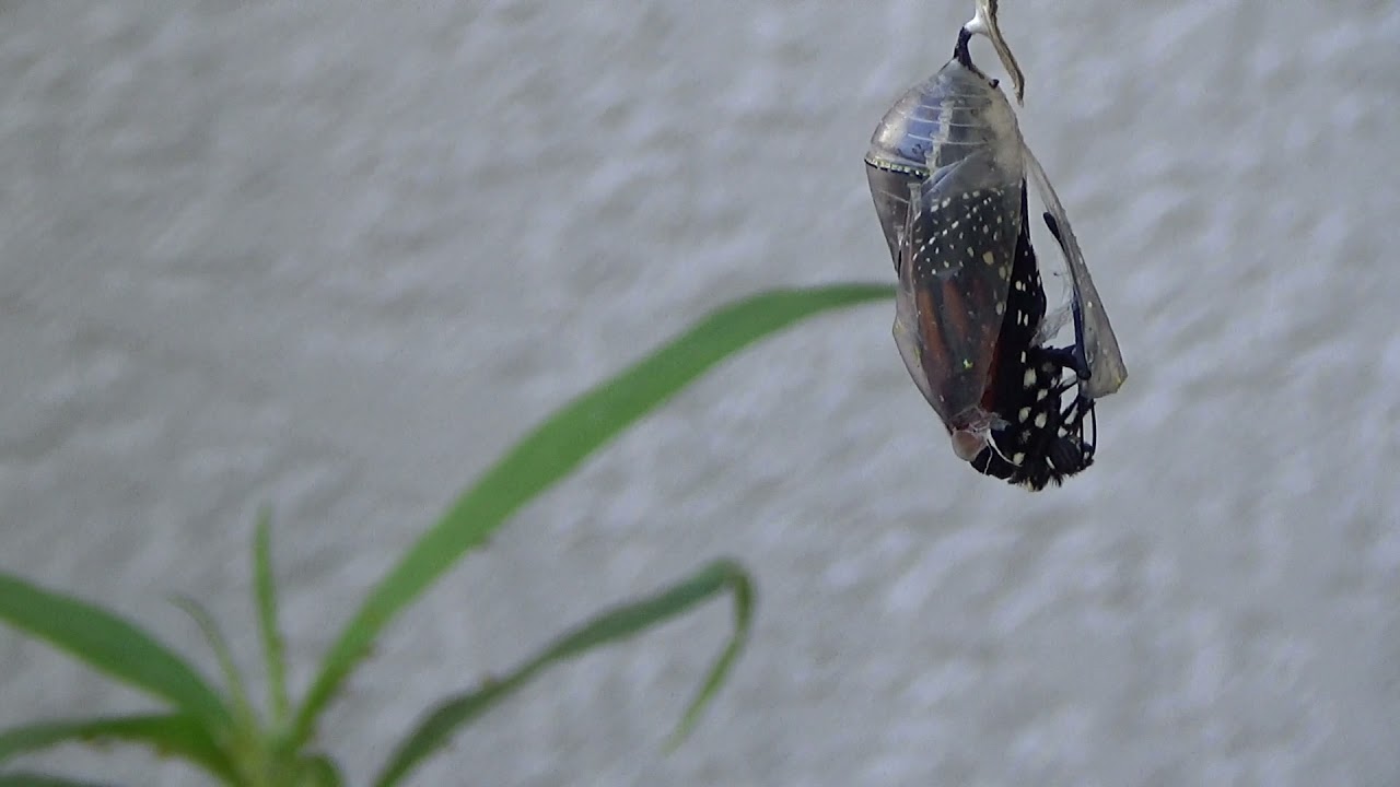Monarch Butterfly Birth - YouTube
