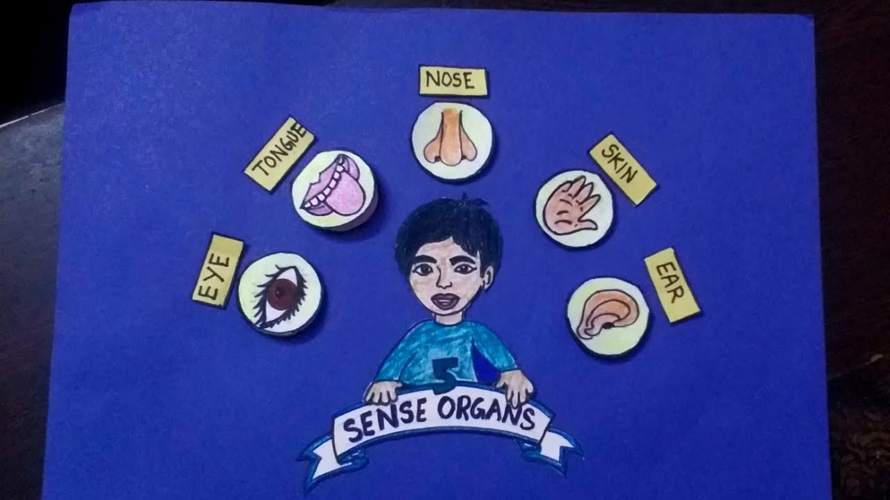 Model on sense organs | Project on sense organs | 5 Sense organs in ...